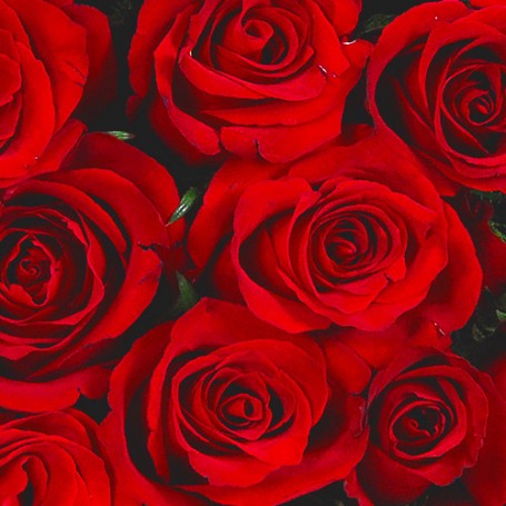 Bouquet de Roses • GRANDES ROSES ROUGES